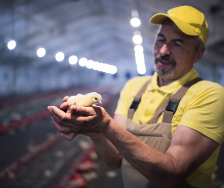 Chicken Farm Insurance - Alliance Insurance Services